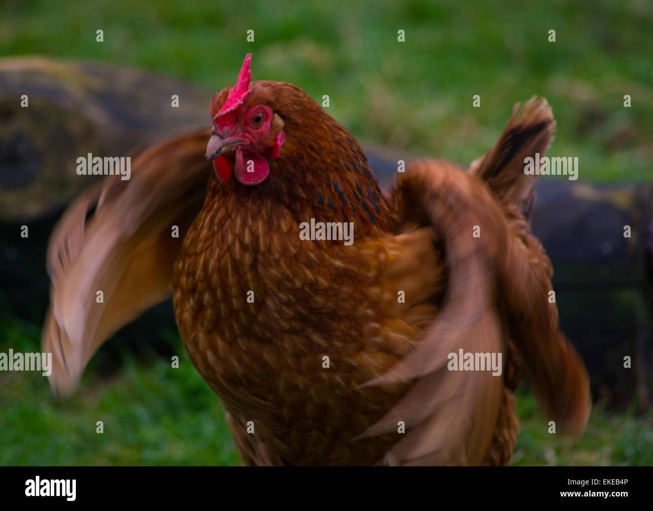 Chickens attempting to fly Stock Photo - Alamy