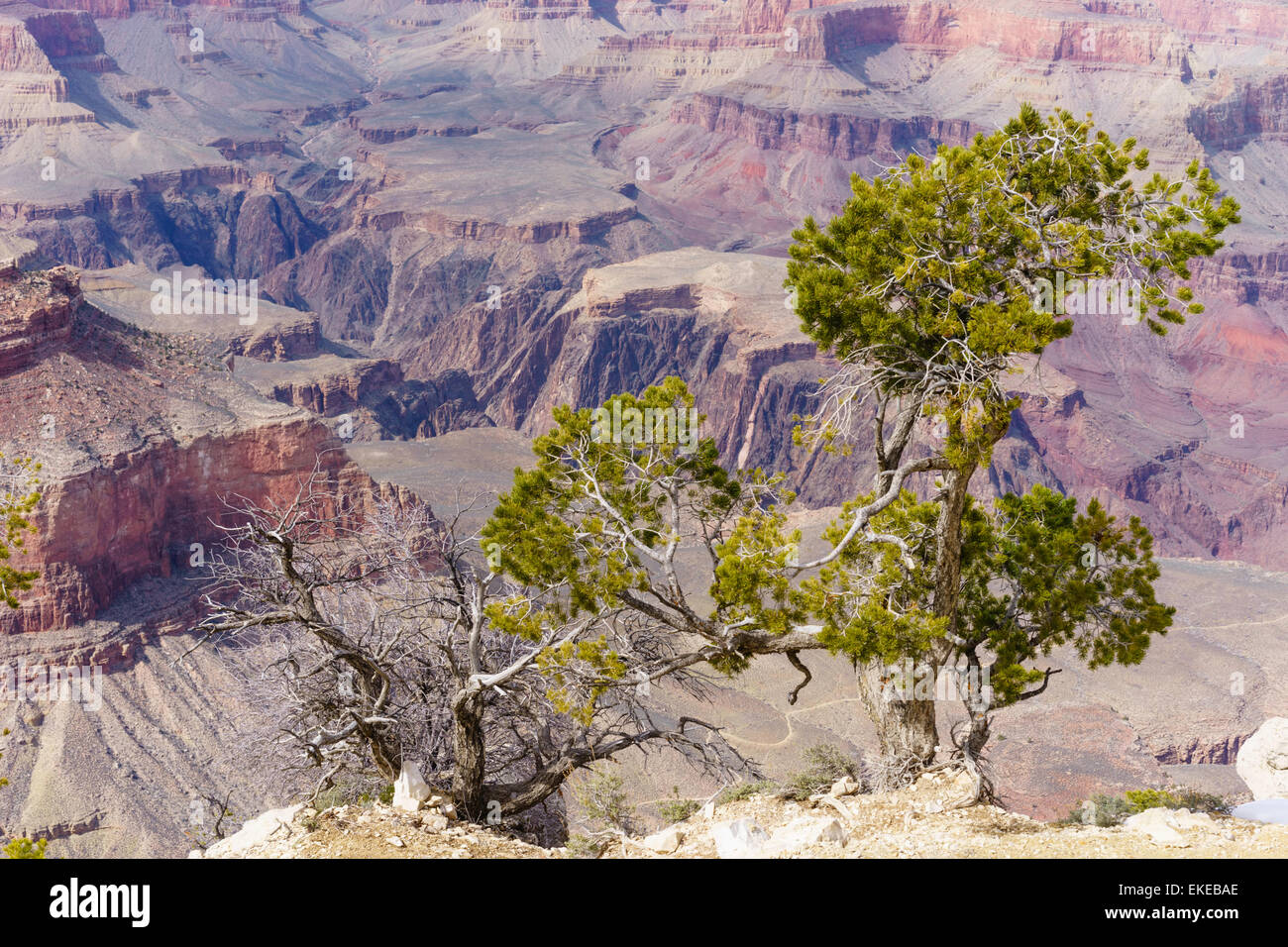 Survivor tree hi-res stock photography and images - Alamy