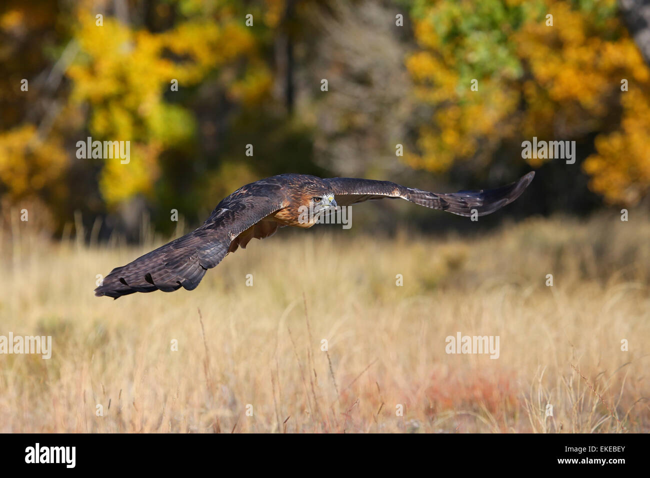 Red tailed hawk flying hi-res stock photography and images - Alamy