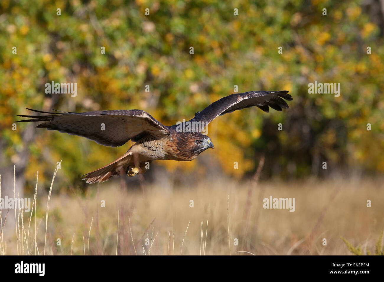 Red-tailed hawk (Buteo jamaicensis) in flight Stock Photo - Alamy