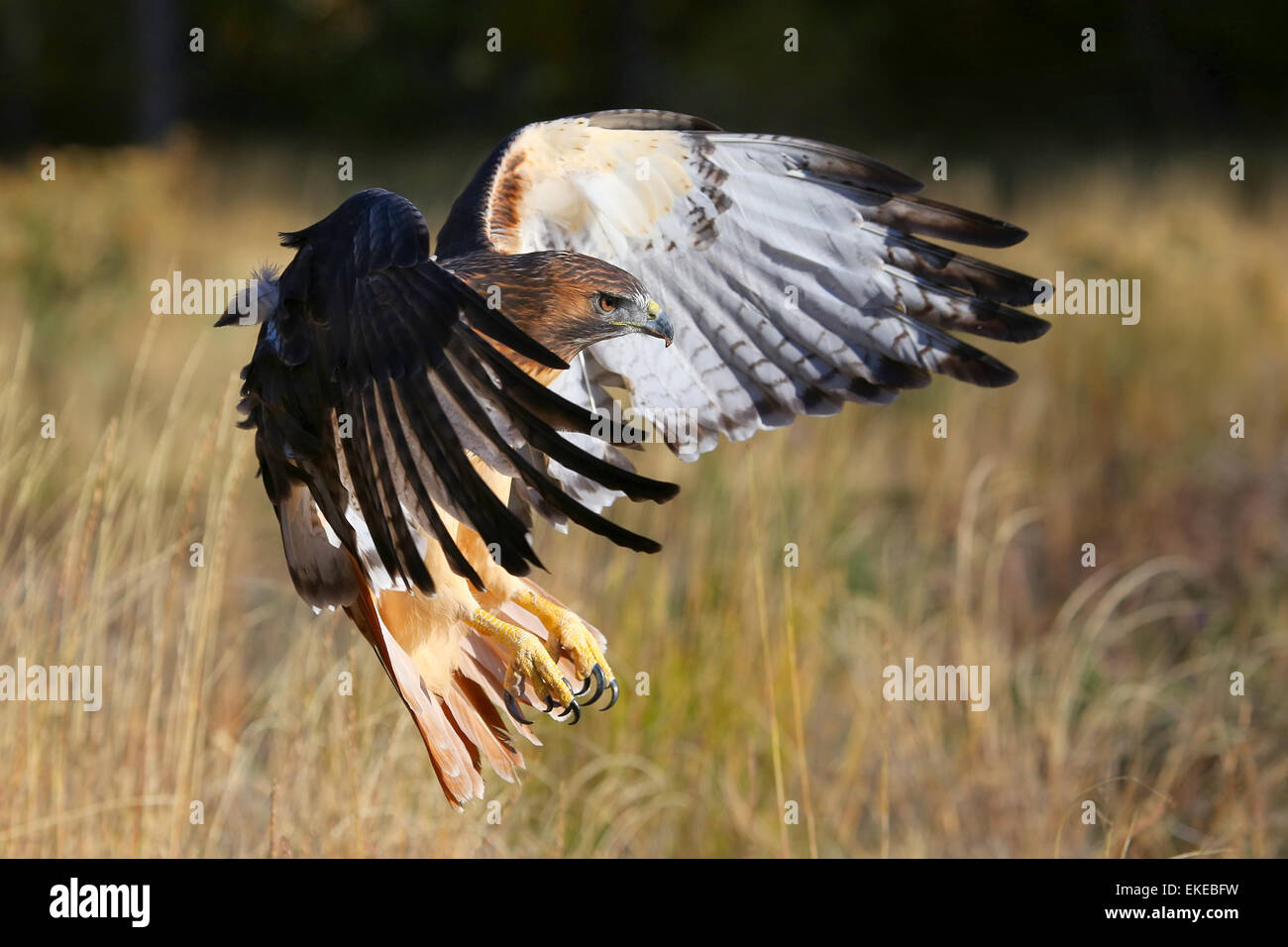 Red-tailed hawk (Buteo jamaicensis) in flight Stock Photo - Alamy