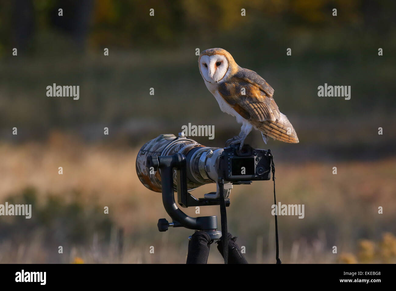 Barn owl (Tyto alba) sitting on a camera Stock Photo - Alamy