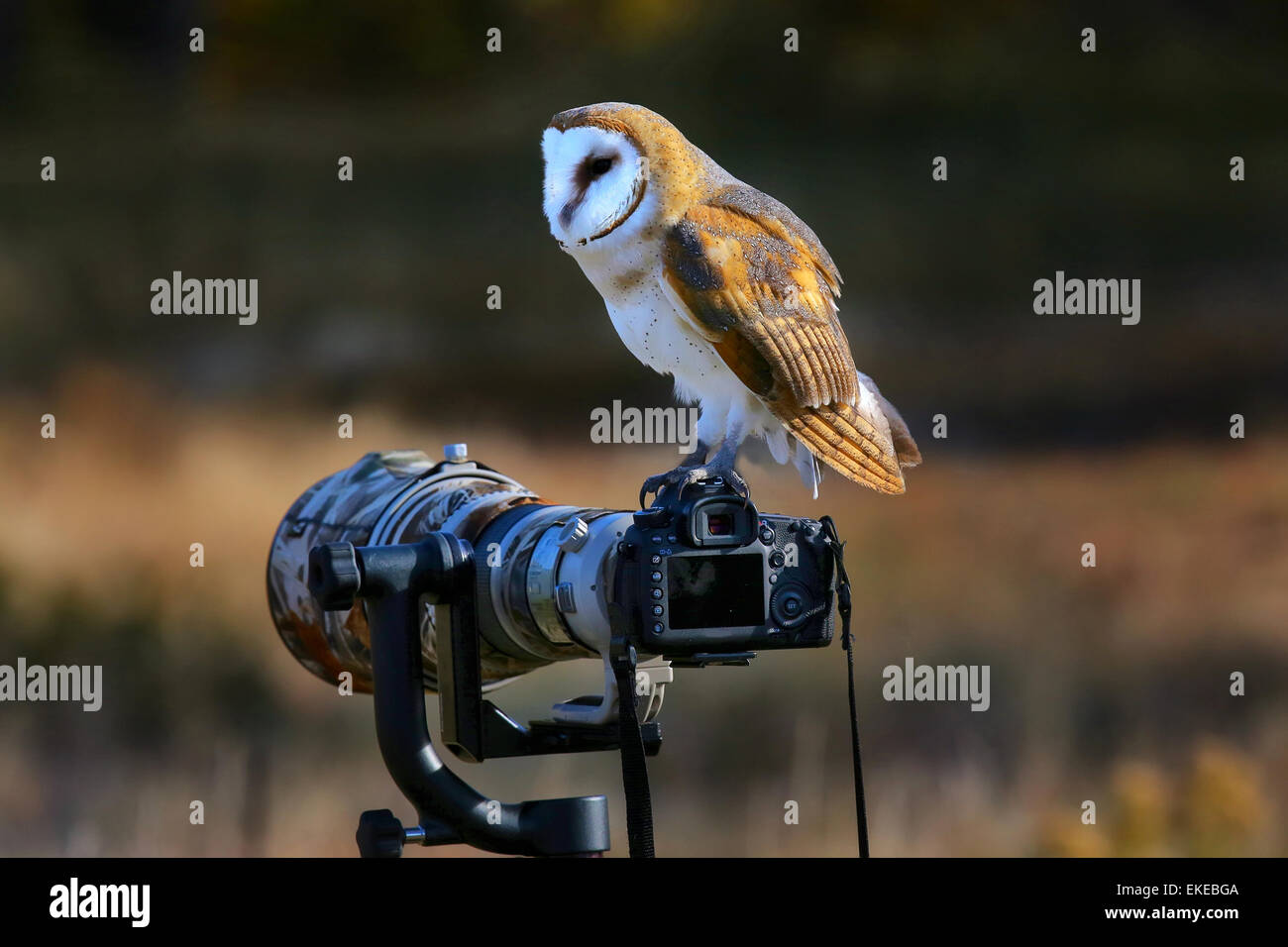 Barn owl (Tyto alba) sitting on a camera Stock Photo - Alamy
