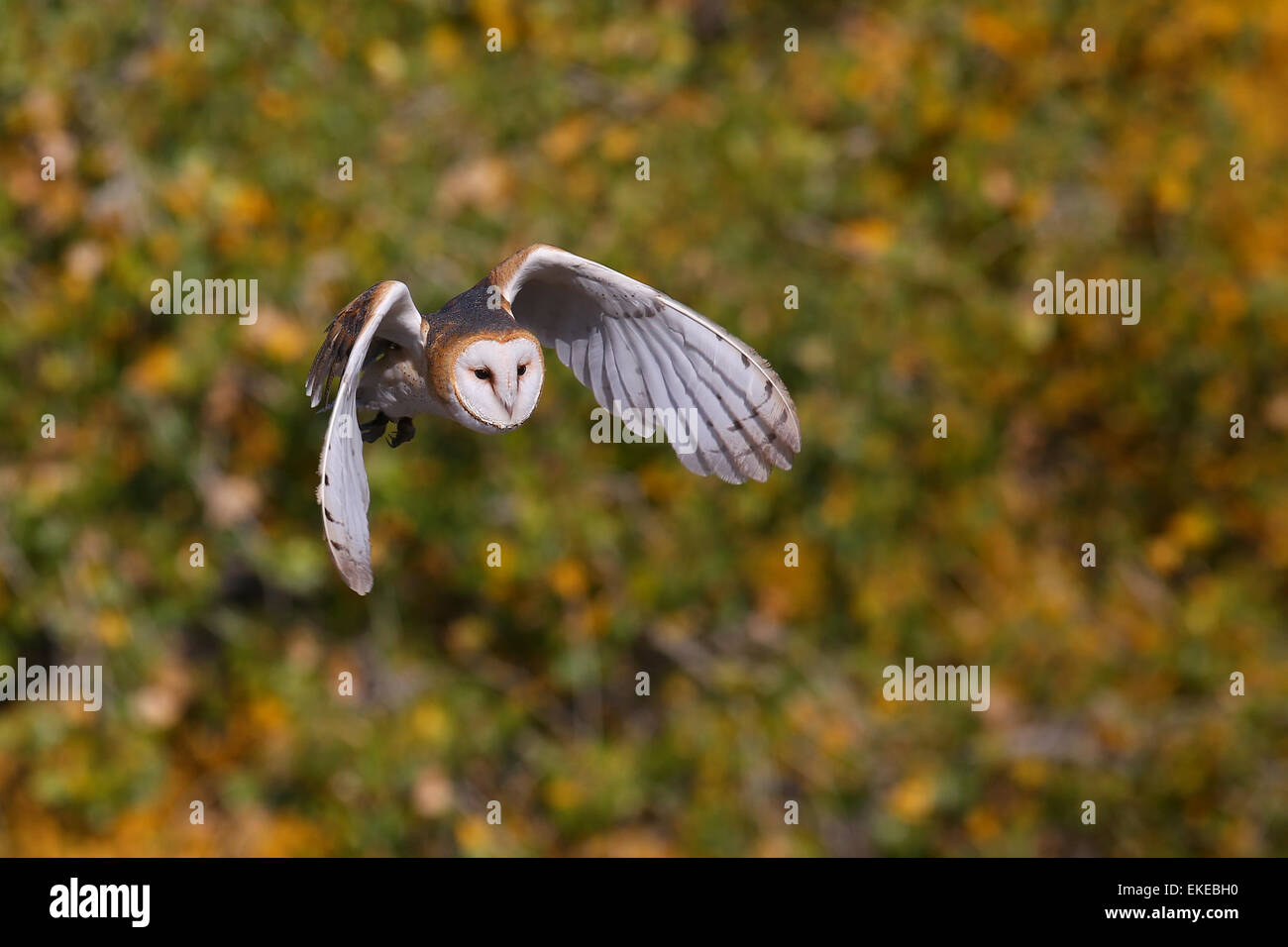 Owl flight feather closeup hi-res stock photography and images - Alamy