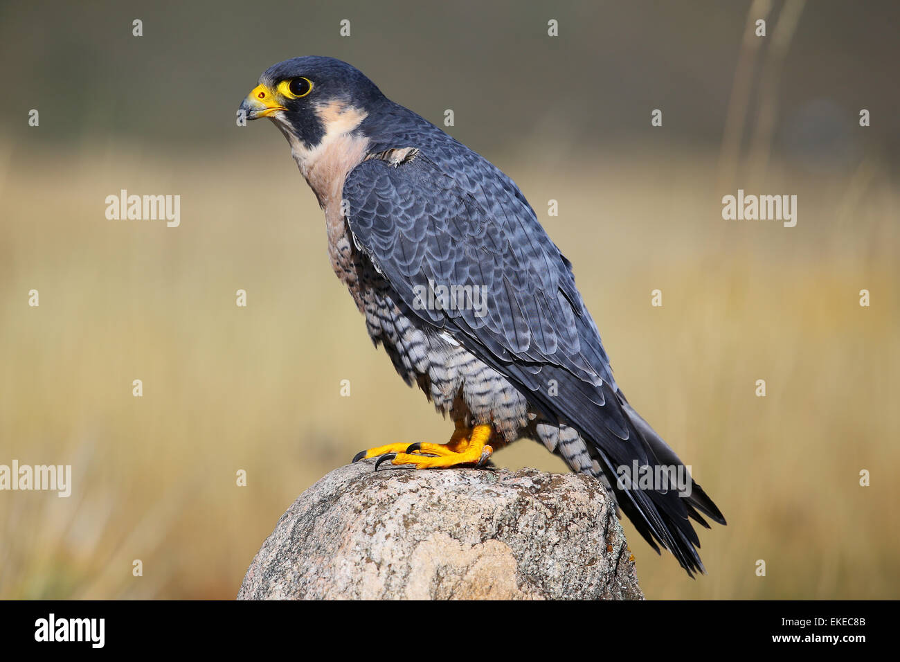 Peregrine falcon (Falcon peregrinus) sitting on a rock Stock Photo - Alamy