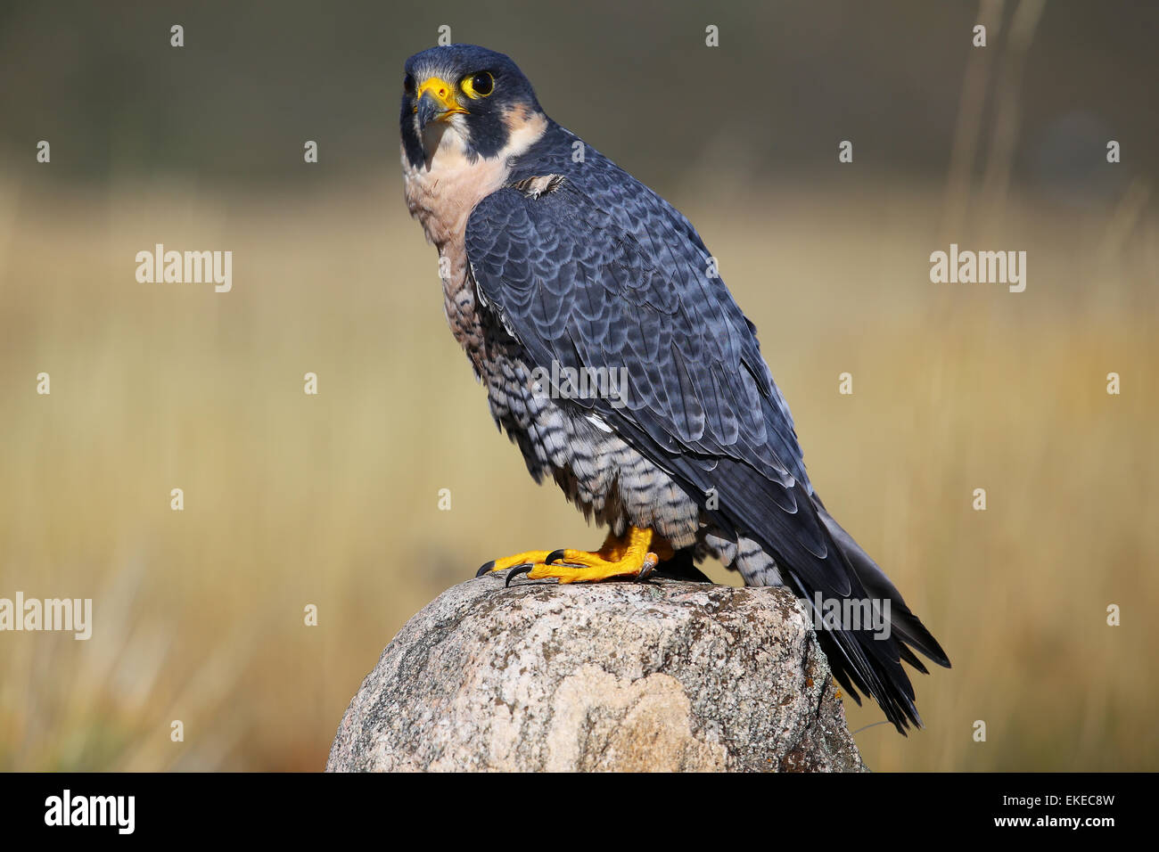 Peregrine falcon (Falcon peregrinus) sitting on a rock Stock Photo - Alamy