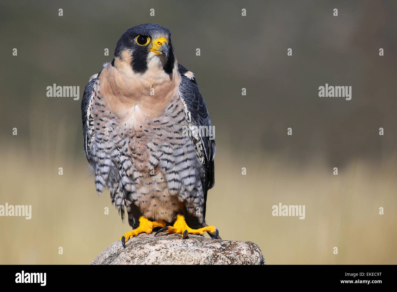 Peregrine falcon hi-res stock photography and images - Alamy