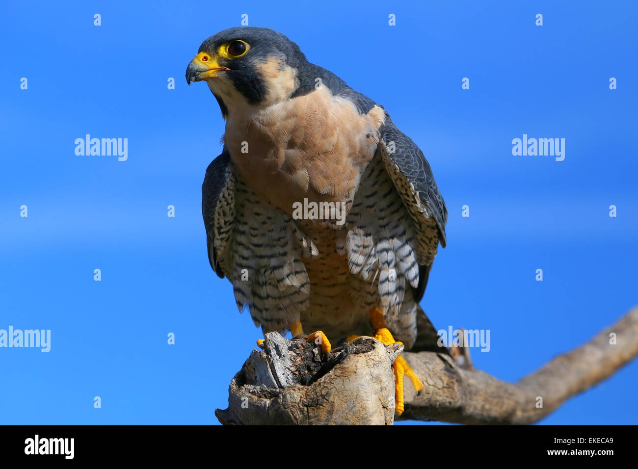 Peregrine falcon (Falcon peregrinus) sitting on a stick Stock Photo - Alamy