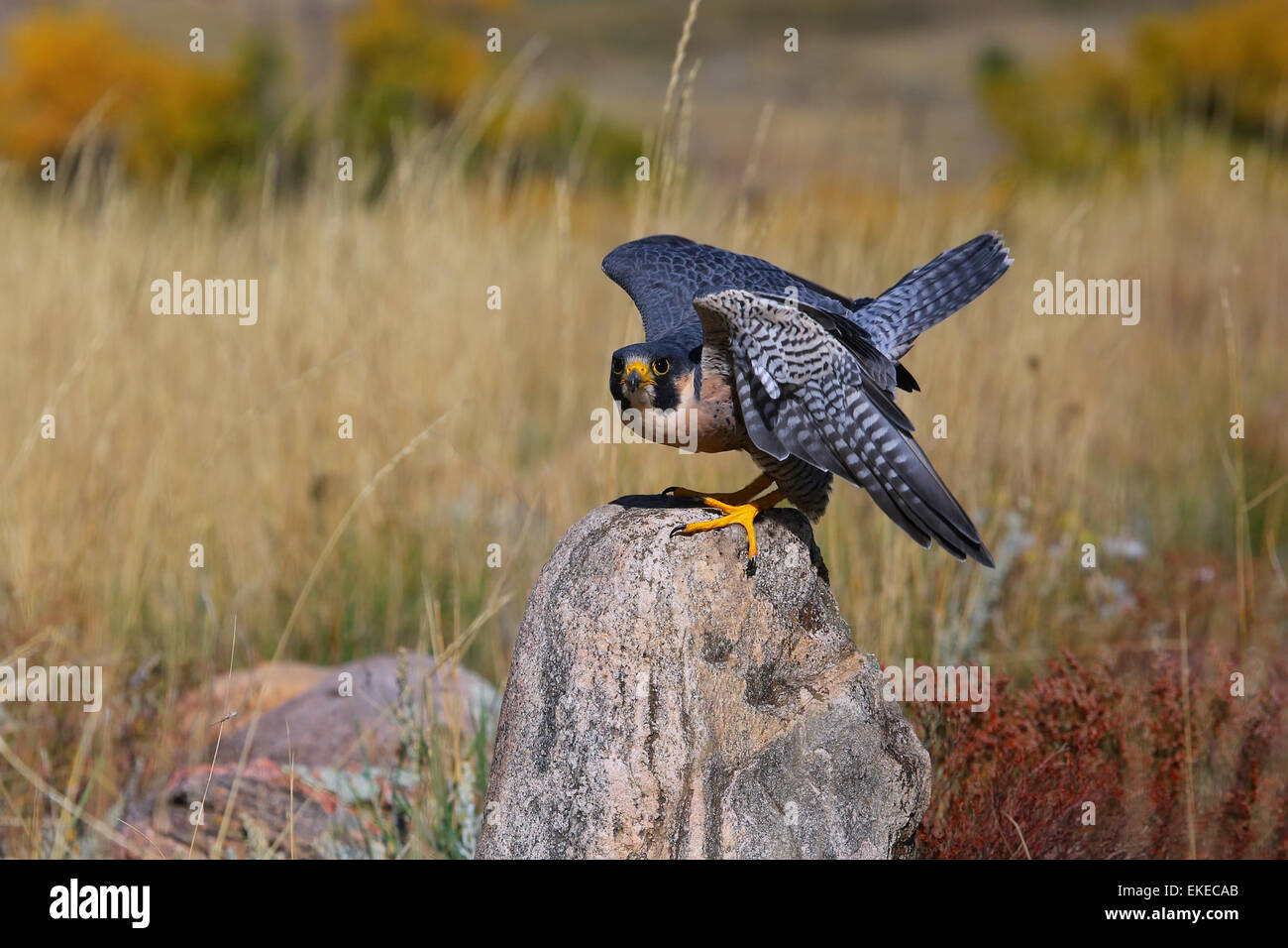 Peregrine falcon (Falcon peregrinus) sitting on a rock Stock Photo - Alamy