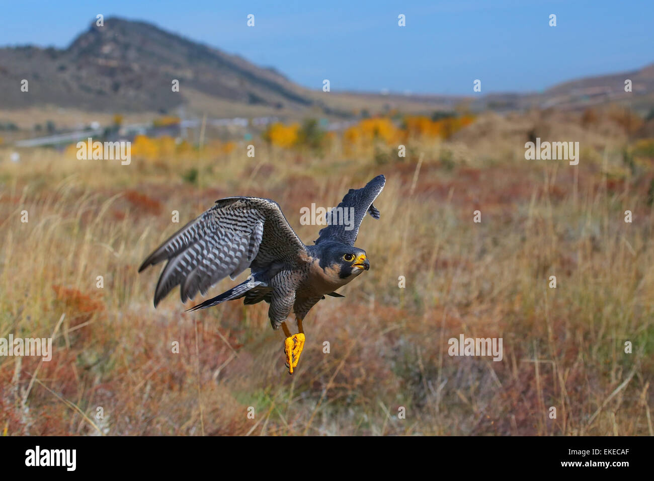 Peregrine falcon (Falcon peregrinus) flying in a field Stock Photo - Alamy