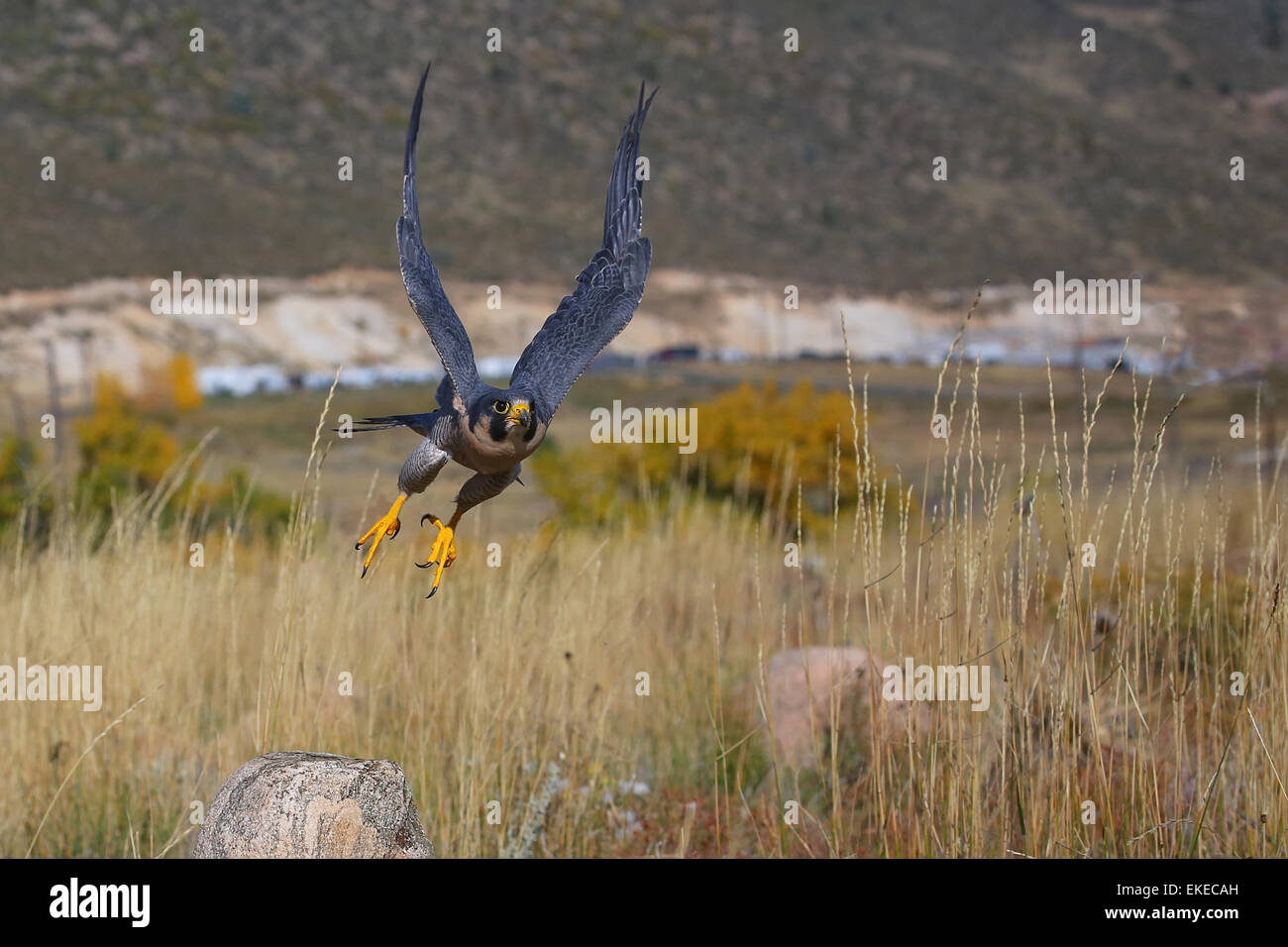 Falcon field hi-res stock photography and images - Alamy