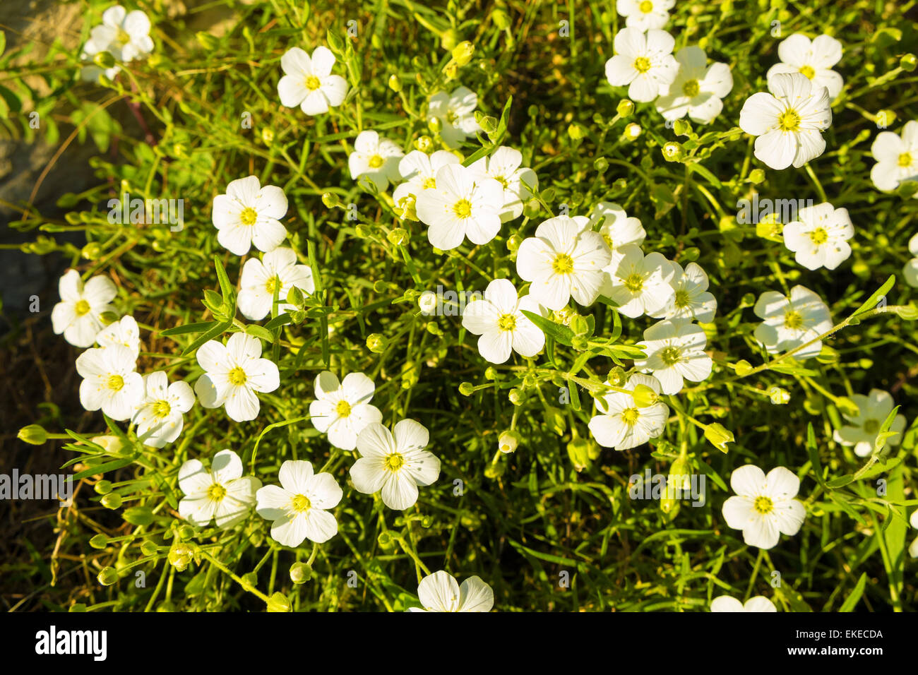 Rockrose shrub in spring full of white flowers Stock Photo - Alamy