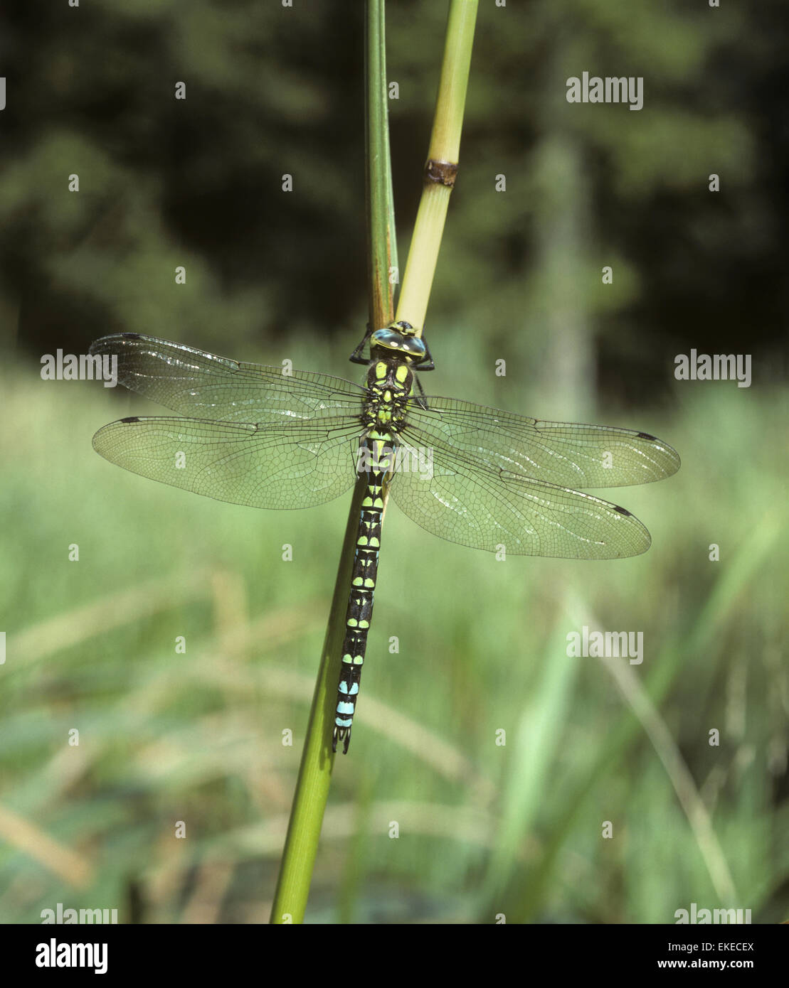 Dragonfly aeshna cyanea insect hi-res stock photography and images - Alamy