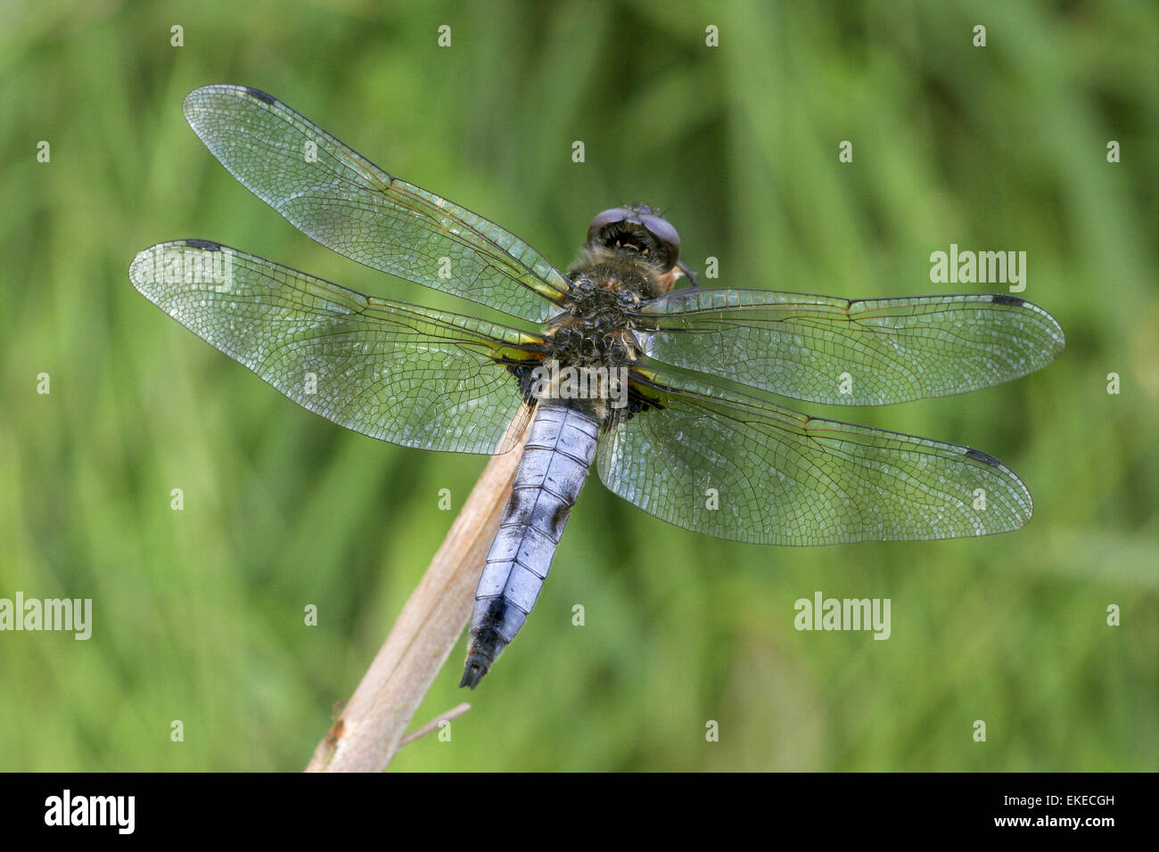 Male scarce chaser hi-res stock photography and images - Alamy