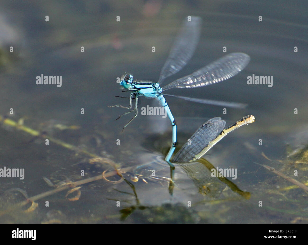 Common Blue Damselfly - Enallagma cyathigerum Stock Photo - Alamy