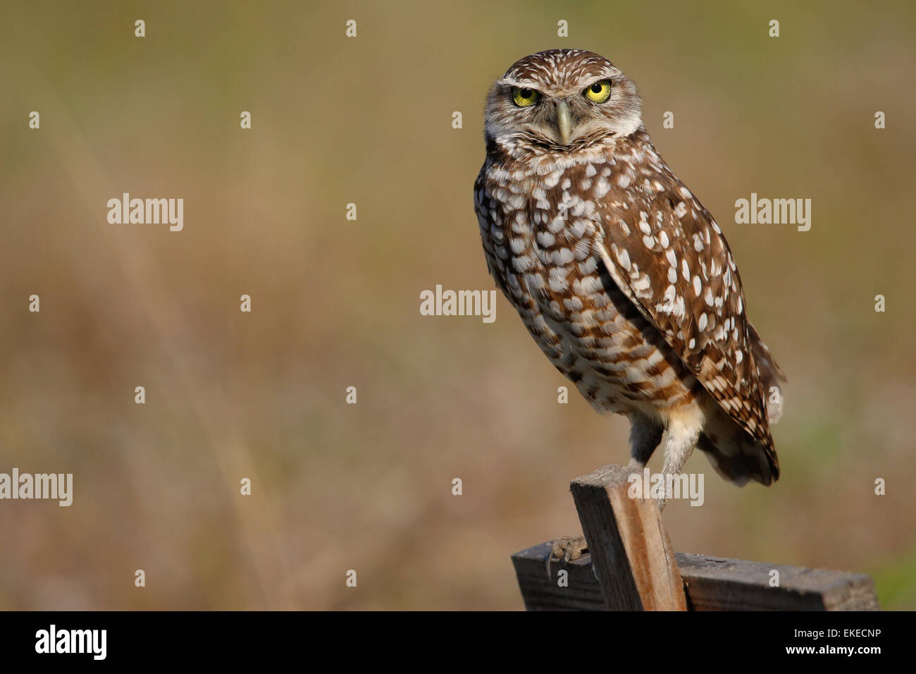 Owl on wooden pole hi-res stock photography and images - Alamy