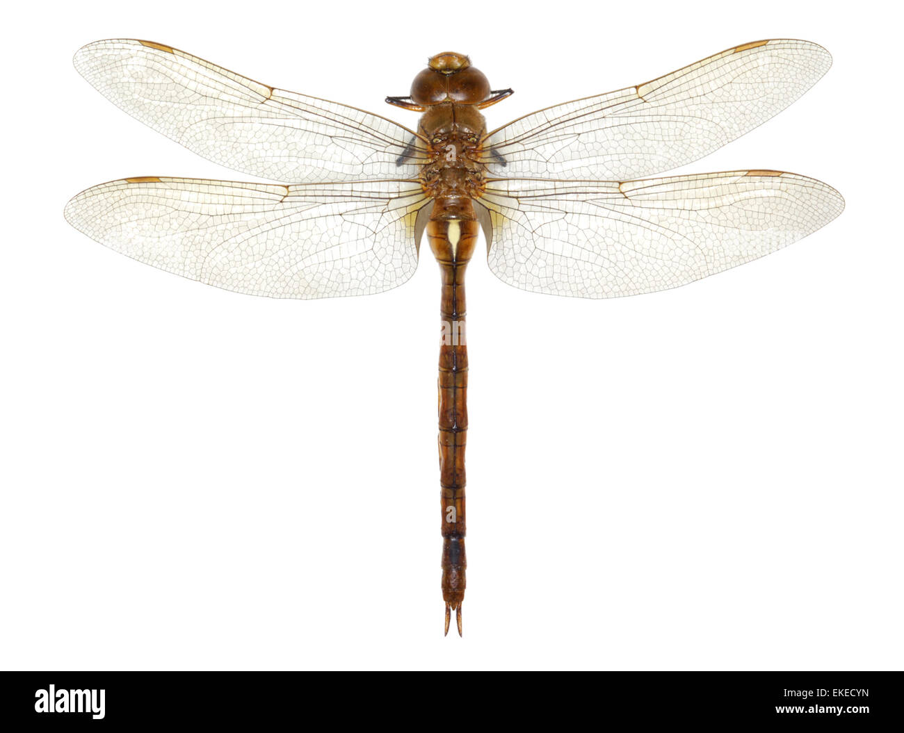 Norfolk Aeshna - Aeshna isosceles Stock Photo - Alamy