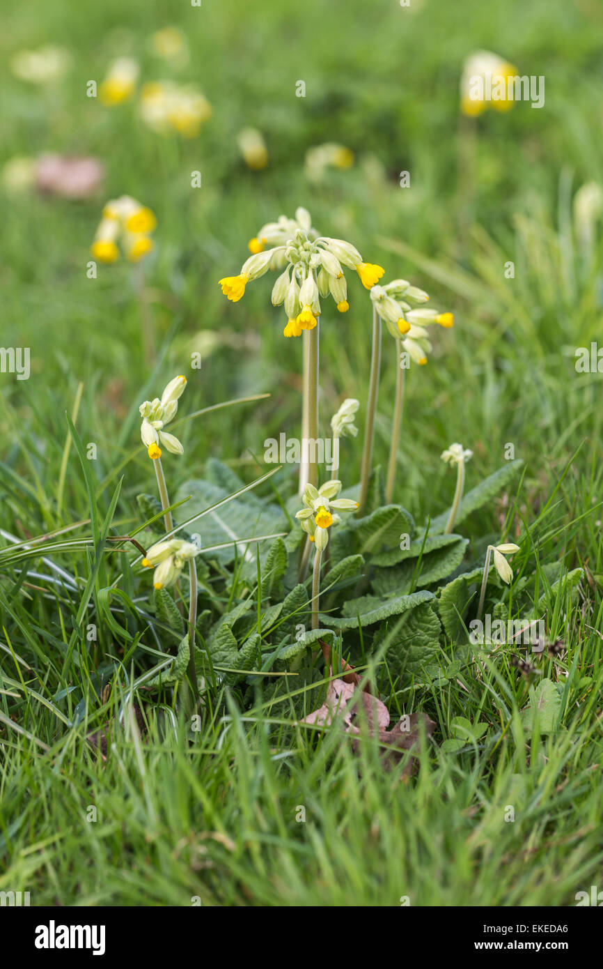 Common cowslip flowers hi-res stock photography and images - Alamy