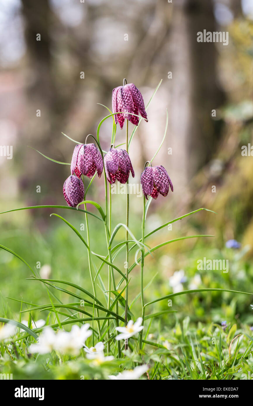 Lily snakes head fritillary hi-res stock photography and images - Alamy