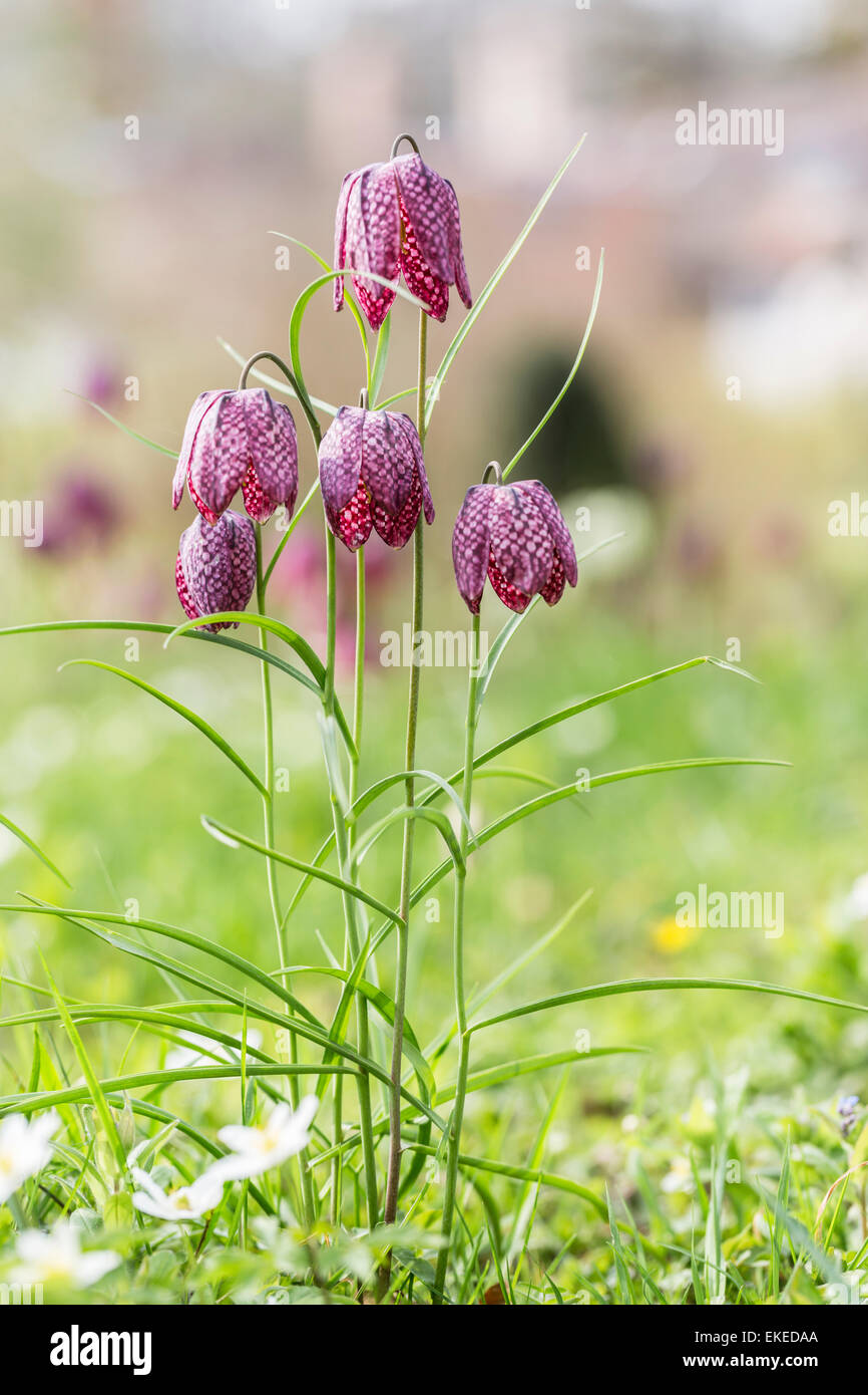Snake head fritillary hi-res stock photography and images - Alamy