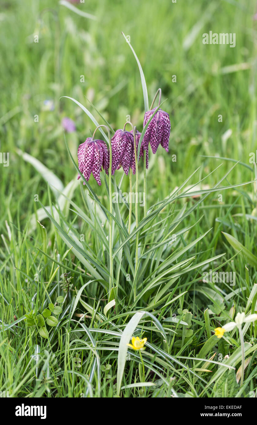 Purple fritillaria hi-res stock photography and images - Alamy