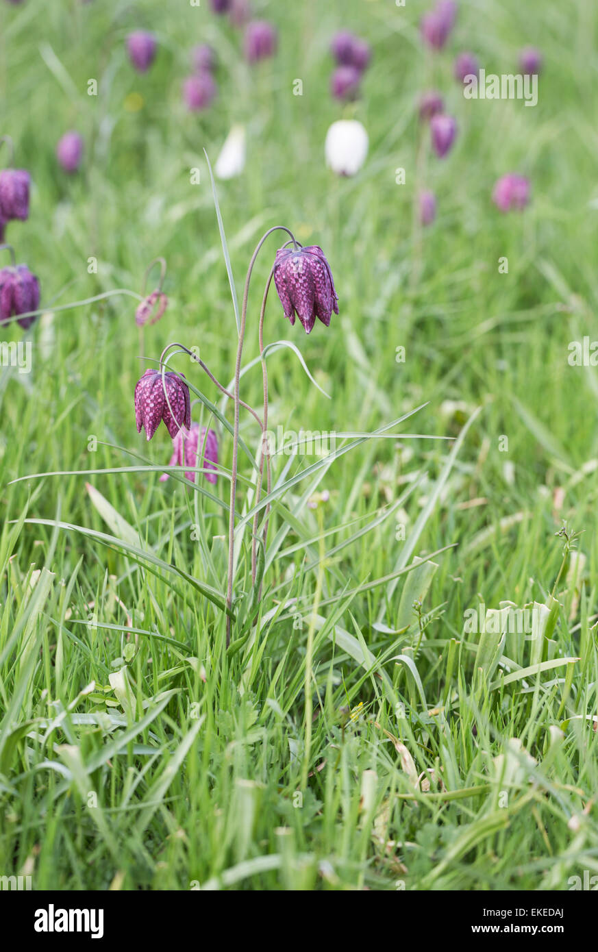 Lily snakes head fritillary hi-res stock photography and images - Alamy