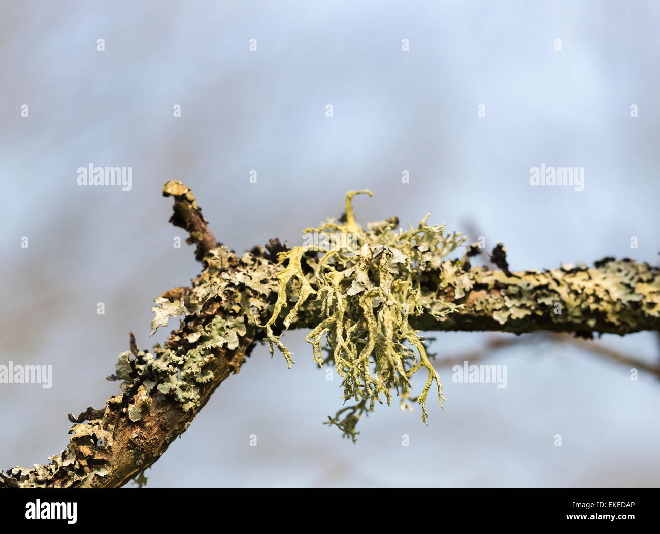 Attractive close-up image of textured fruticose and crustose forms of ...