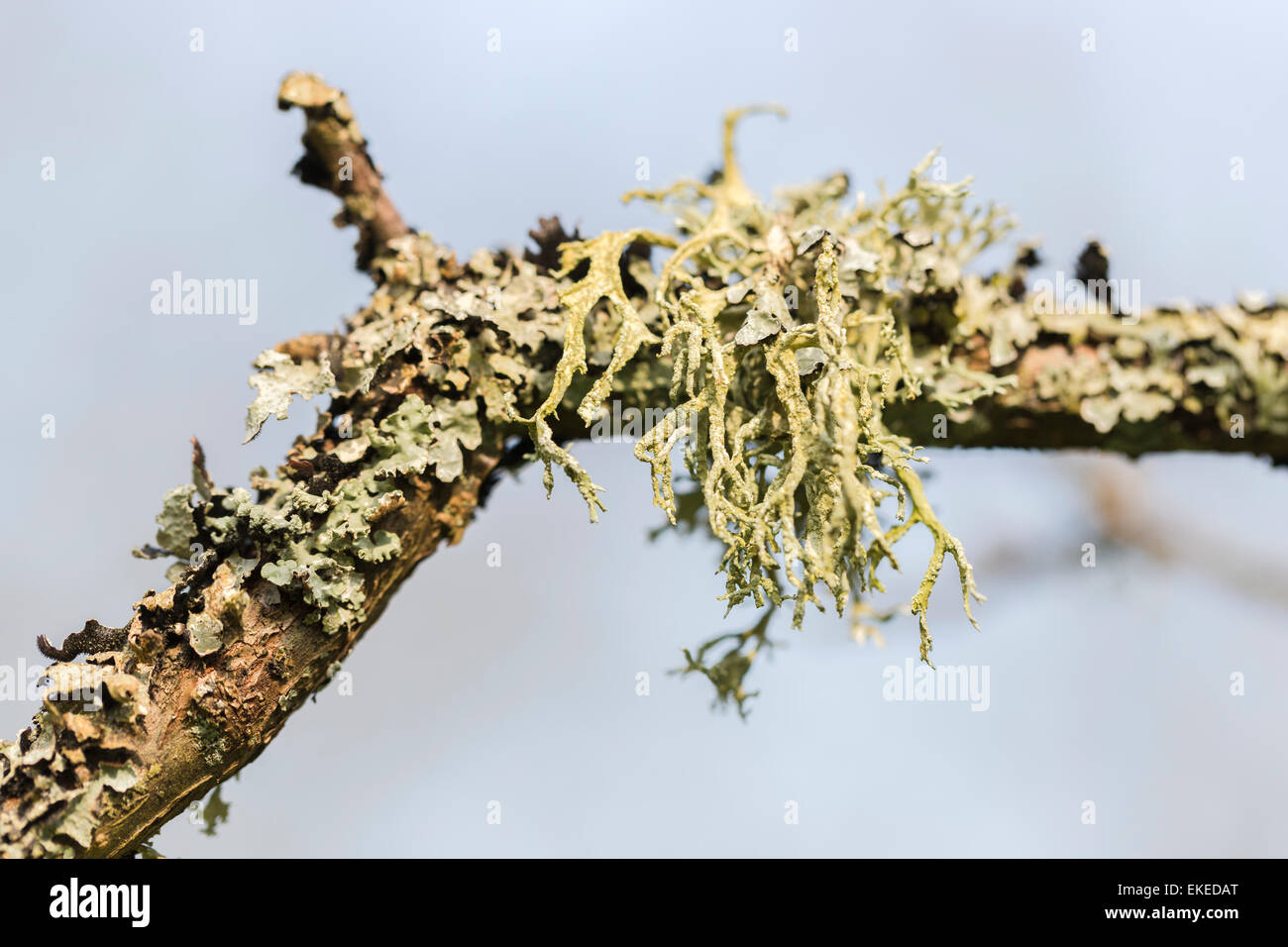 Attractive close-up image of textured fruticose and crustose forms of ...