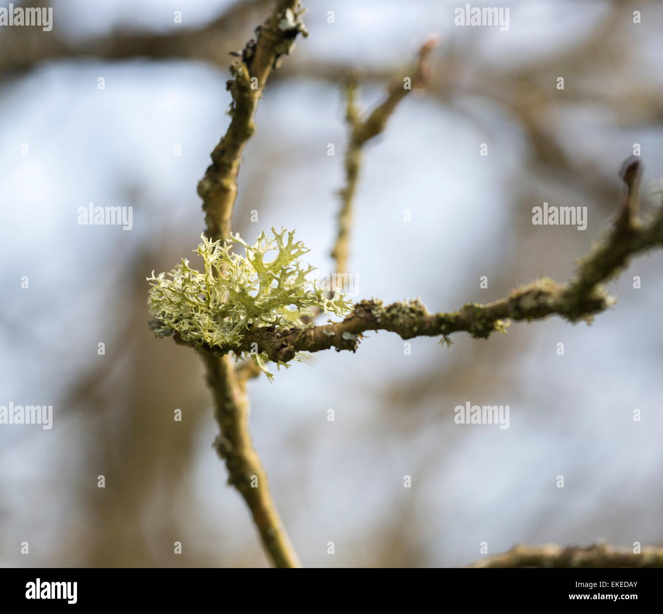 Attractive close-up image of textured fruticose lichen (macrolichen) on ...