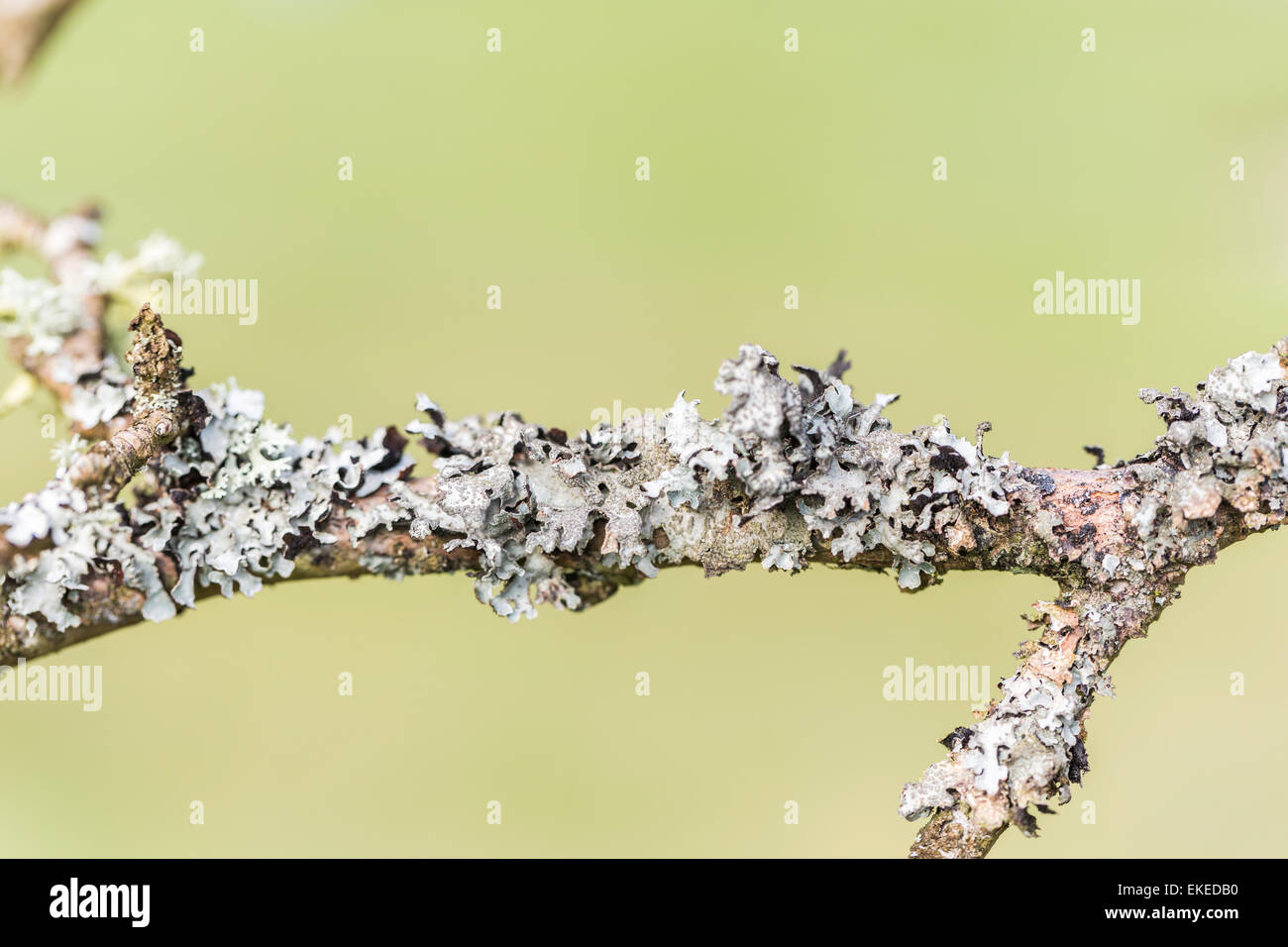 Attractive close-up image of textured crustose lichen (macrolichen) on ...
