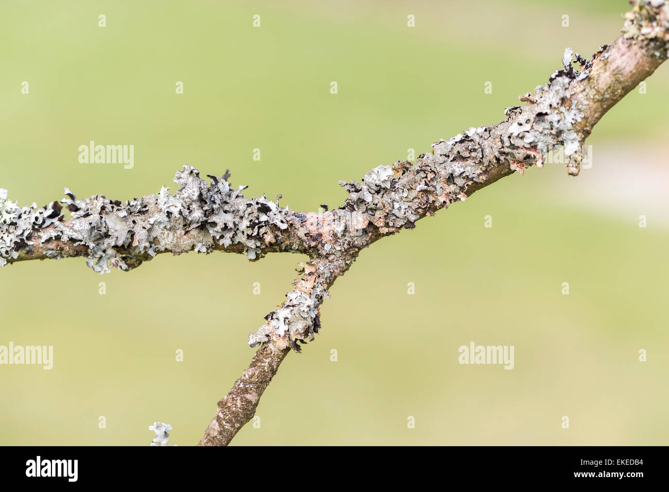 Lichen tree branch hi-res stock photography and images - Alamy