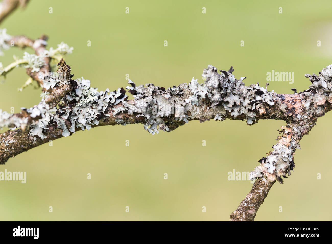 Attractive close-up image of textured crustose lichen (macrolichen) on ...