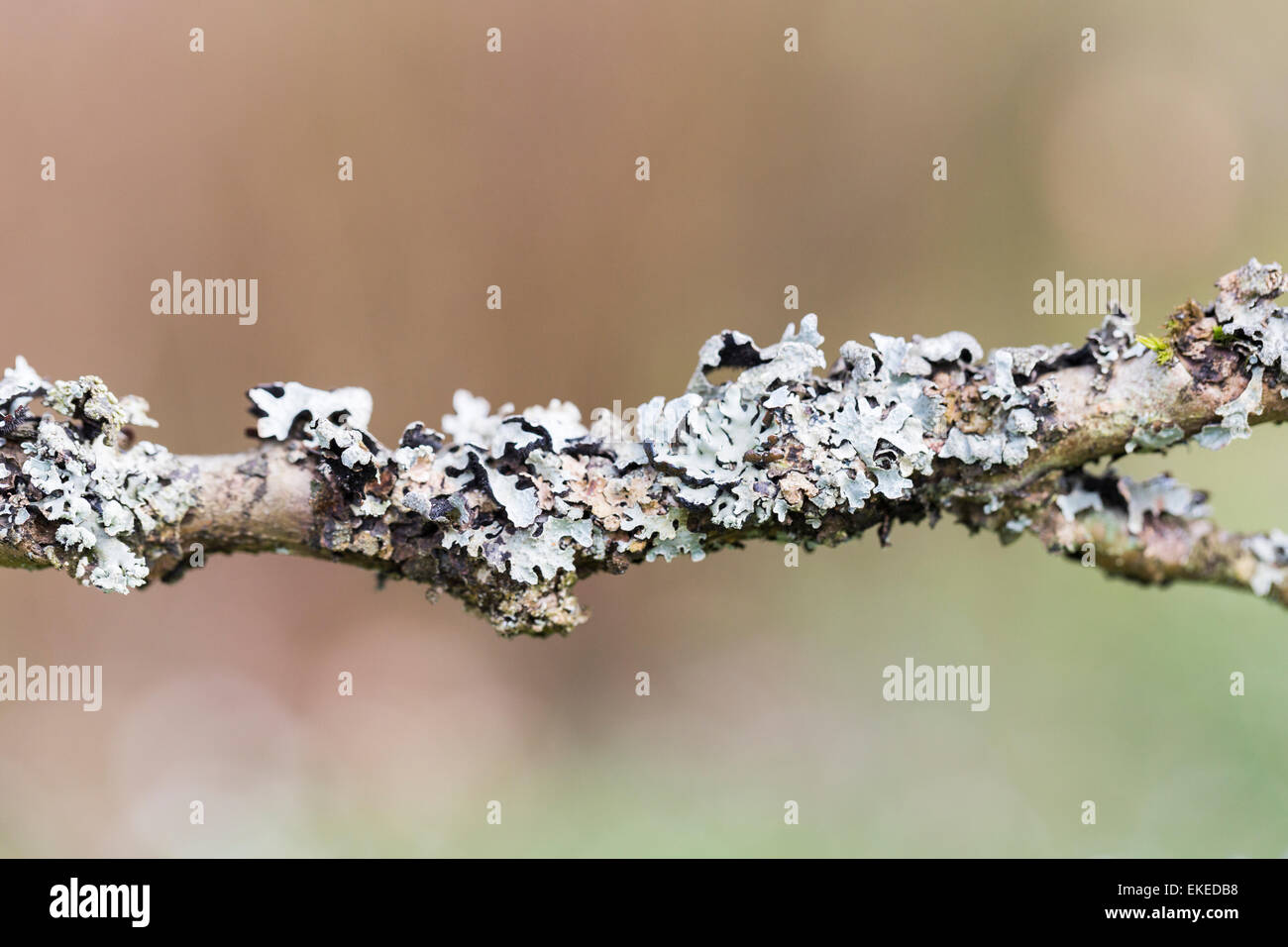 Attractive close-up image of textured crustose lichen (macrolichen ...