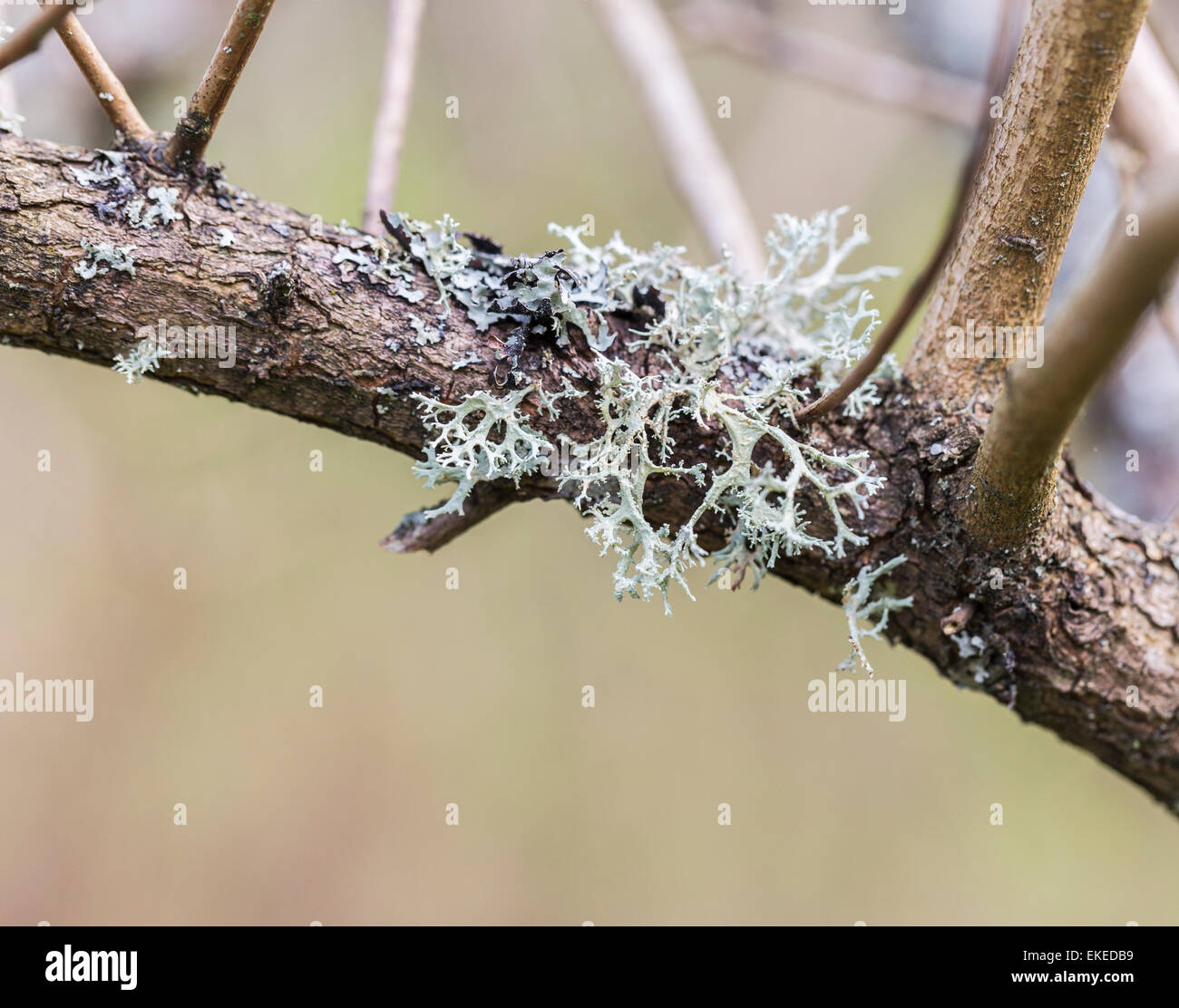 Attractive close-up image of textured fruticose lichen (macrolichen) on ...