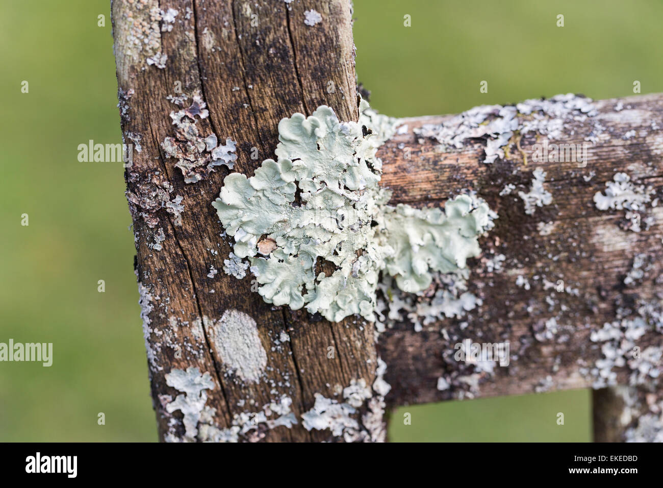 Crustose lichen close hi-res stock photography and images - Alamy