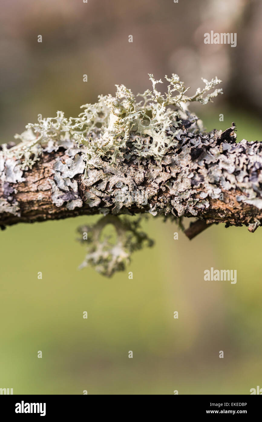 Fruticose lichens hi-res stock photography and images - Alamy