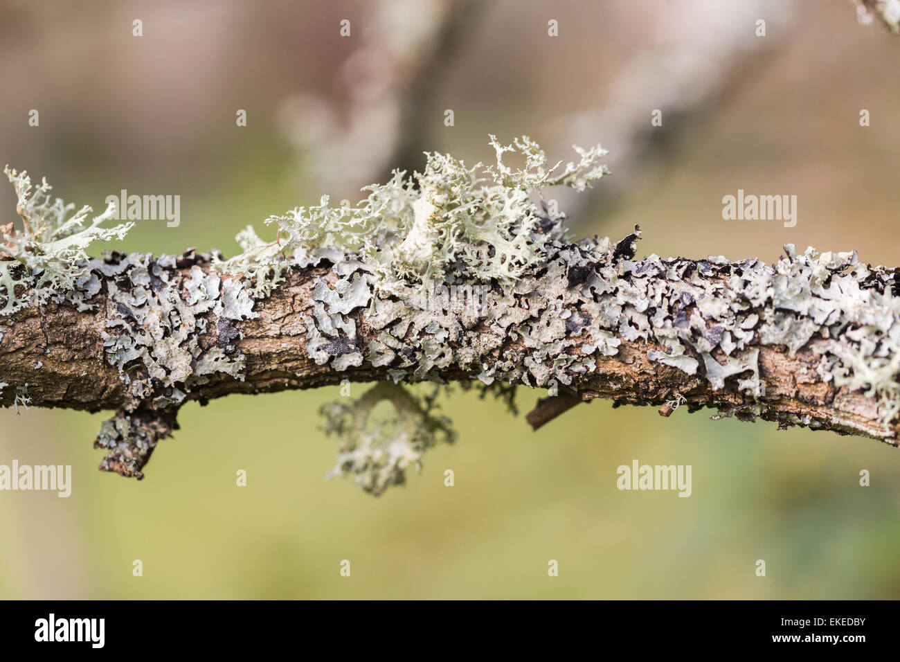 Attractive close-up image of textured fruticose and crustose lichen ...