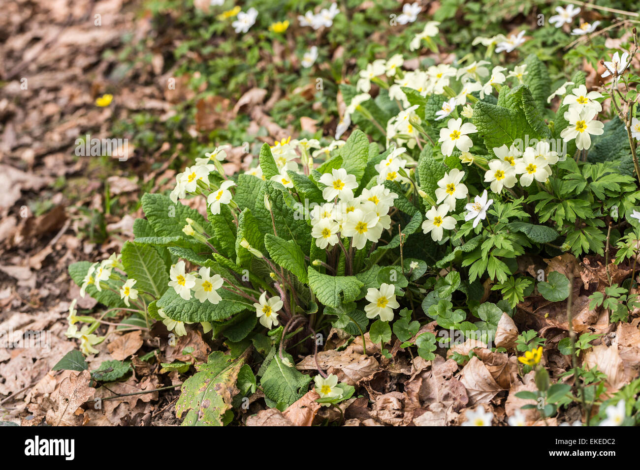 Pretty yellow wild primroses, Primula vulgaris, growing in brown fallen ...