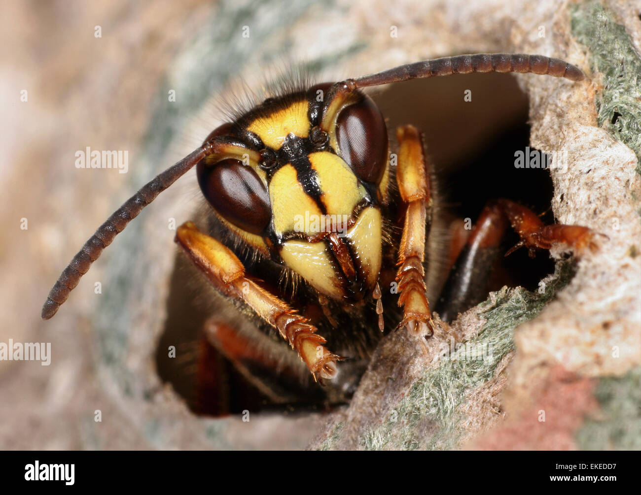 Median Wasp - Dolichovespula media Stock Photo - Alamy