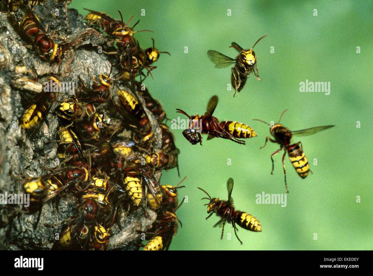Wasp swarm hi-res stock photography and images - Alamy