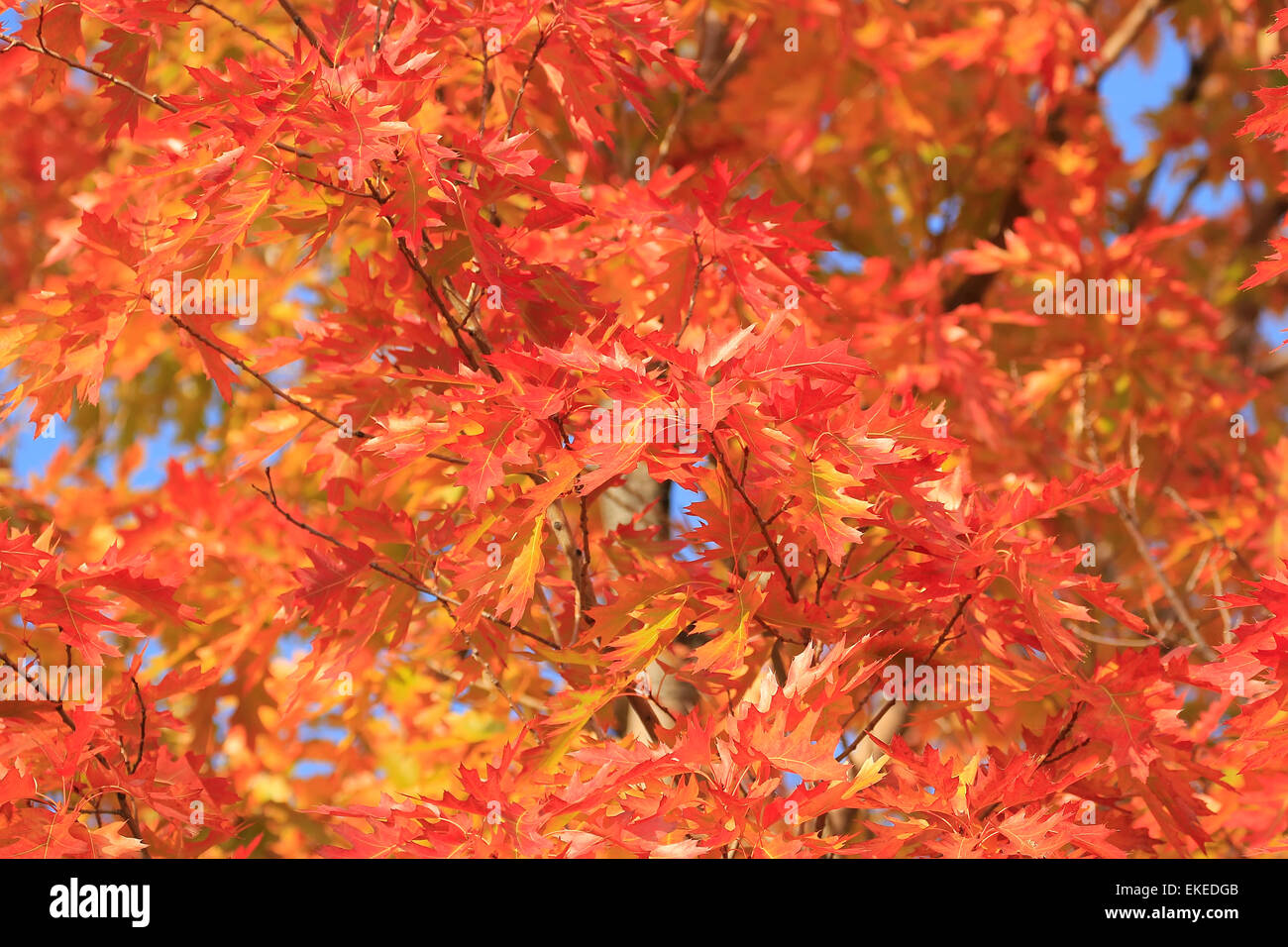 Fall color oak leaves hi-res stock photography and images - Alamy