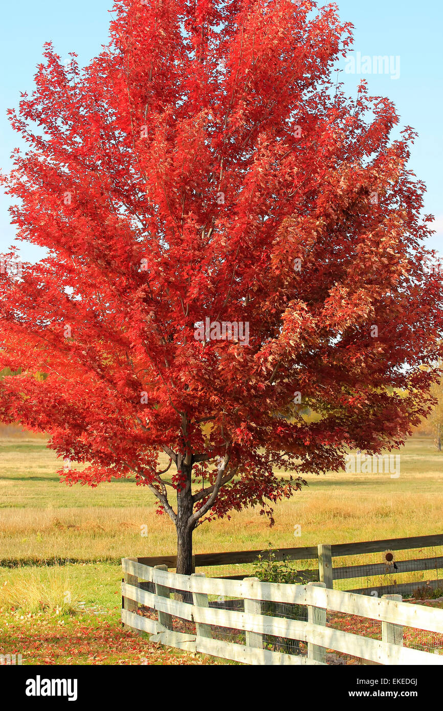 Red maple tree with wooden fence, Colorado Stock Photo - Alamy