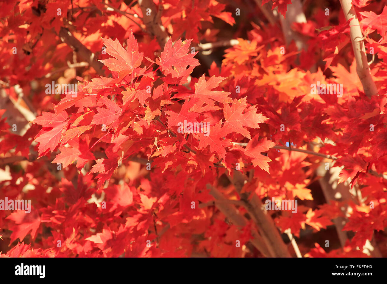 Red maple tree hi-res stock photography and images - Alamy