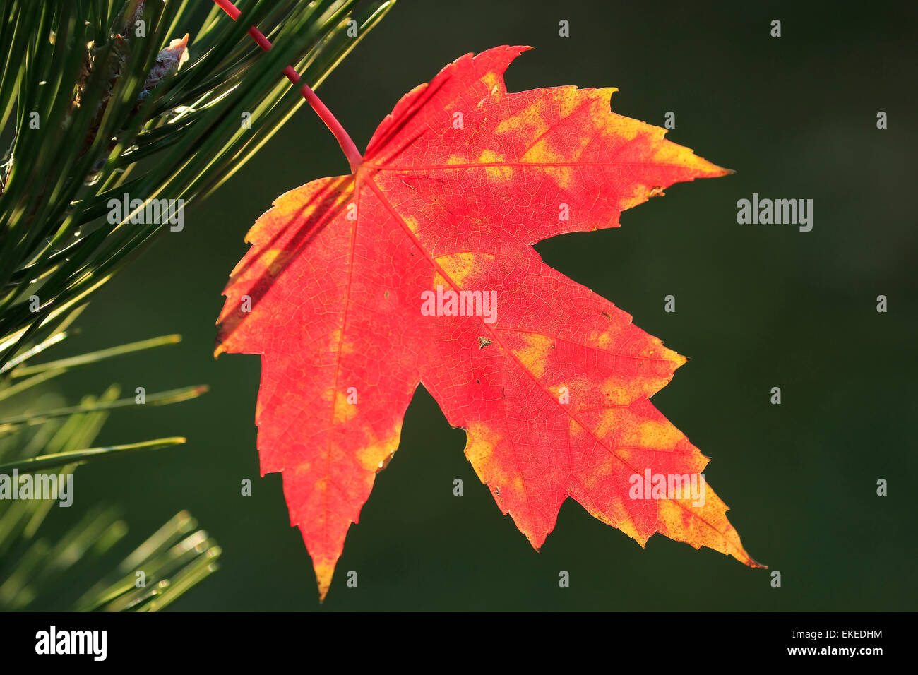Red maple leaf hi-res stock photography and images - Alamy