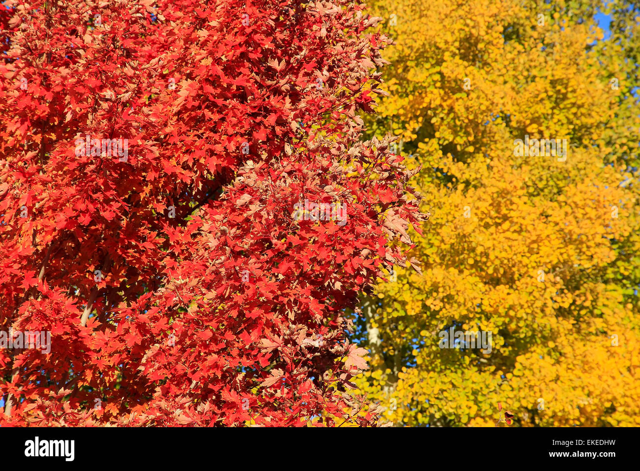 Close up of red maple tree crown Stock Photo - Alamy