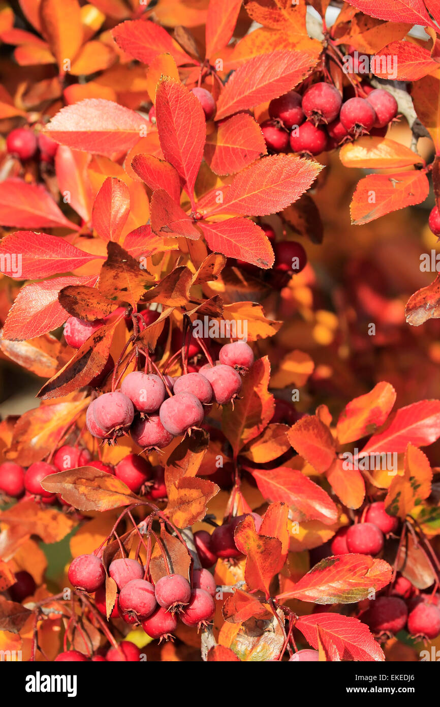 Crabapple tree hi-res stock photography and images - Alamy
