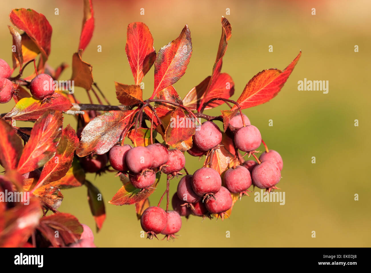 Close up of fruit of Pacific Crabapple tree (Malus Fusca Stock Photo ...