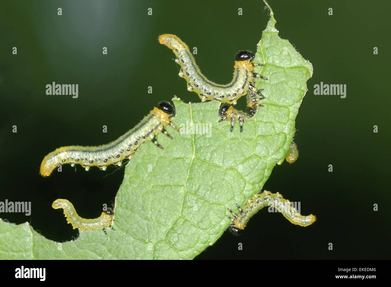 Sawfly larvae hi-res stock photography and images - Alamy