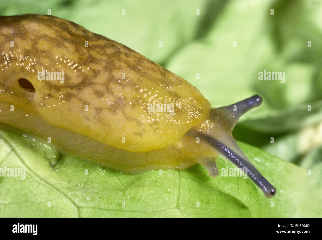 Yellow Slug - Limax flavus Stock Photo - Alamy