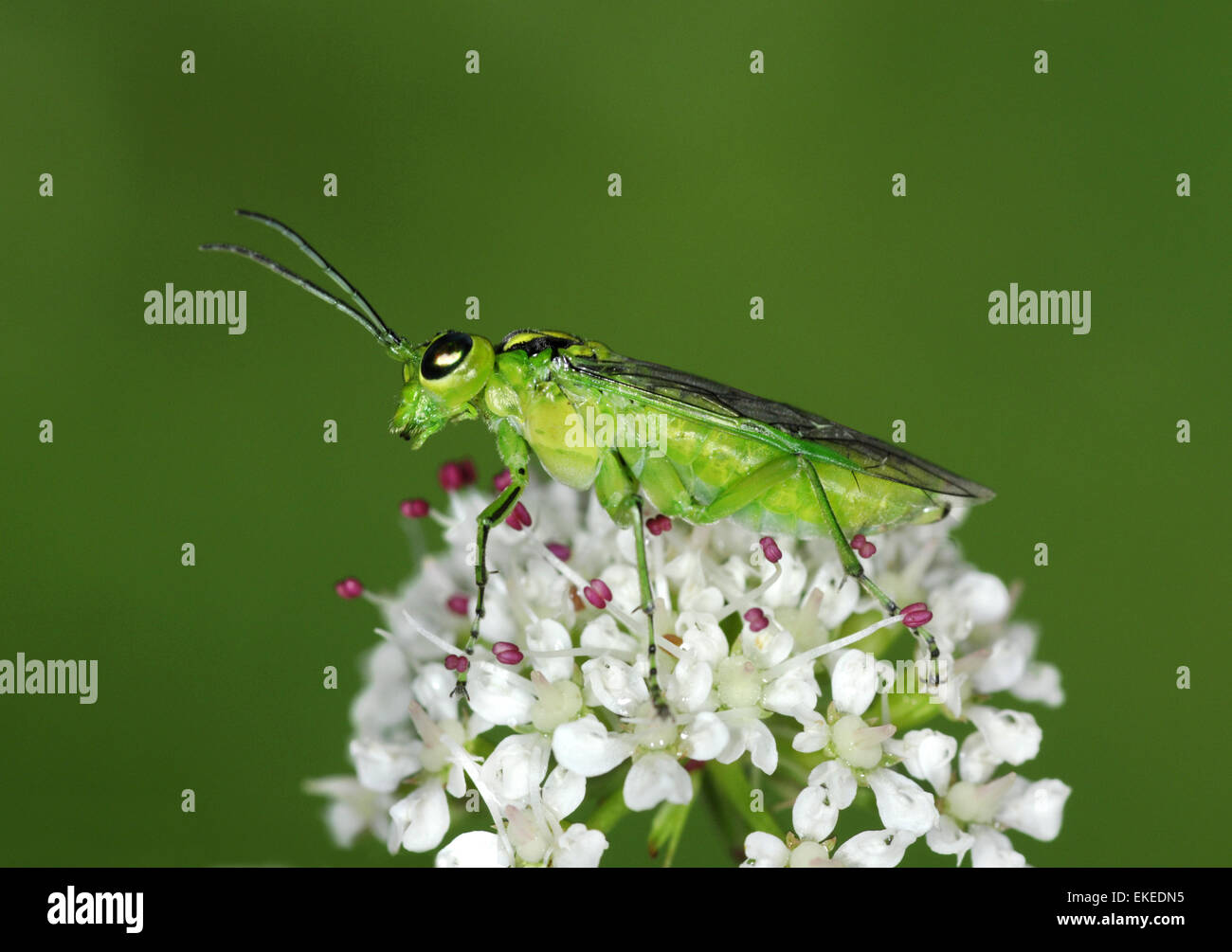 Sawfly - Rhogogaster viridis Stock Photo - Alamy